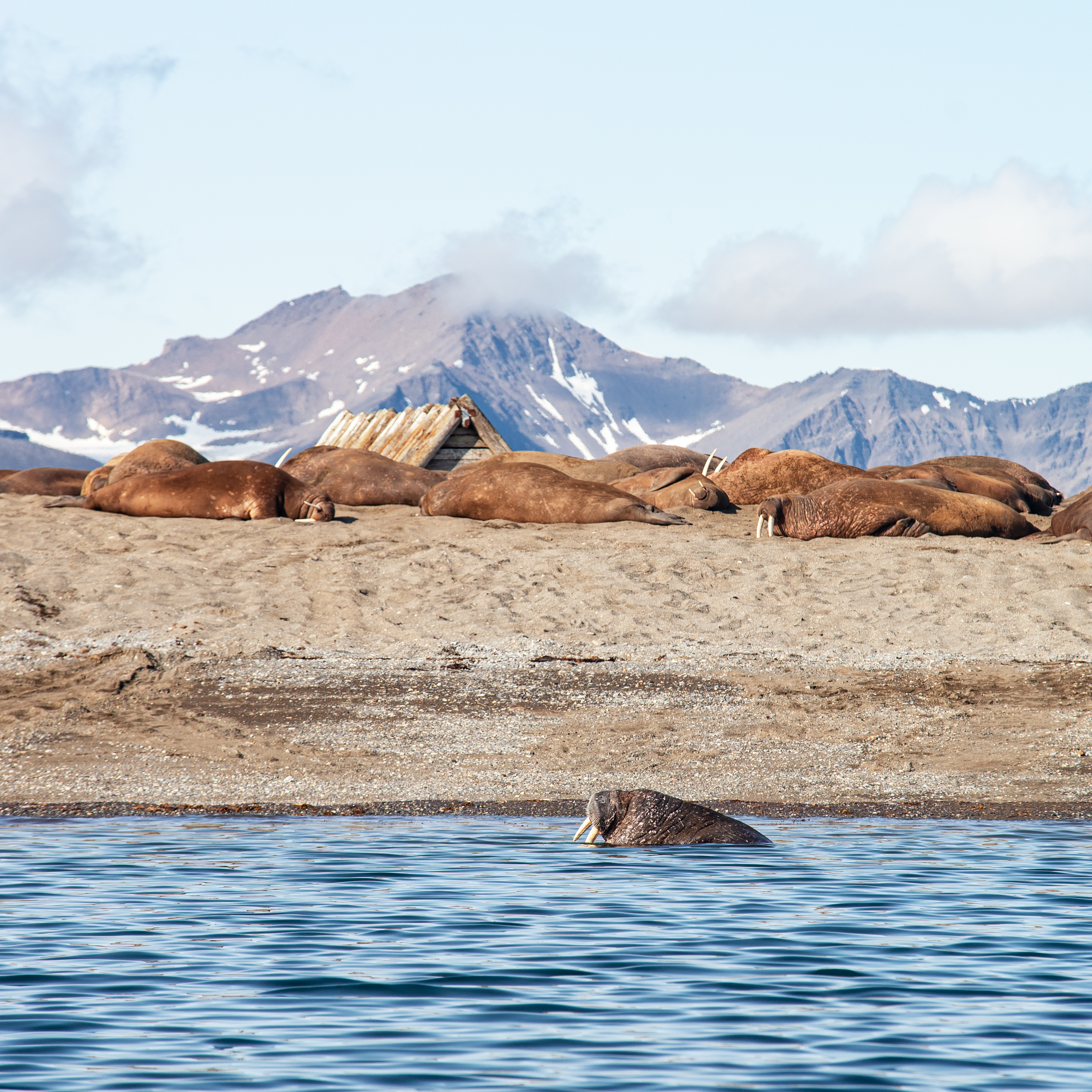 Spitzberg - Svalbard 2019